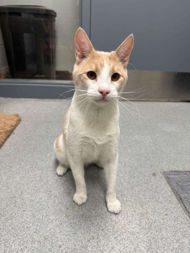 Slick - Adoptable Pet | Petfinder | Petfinder