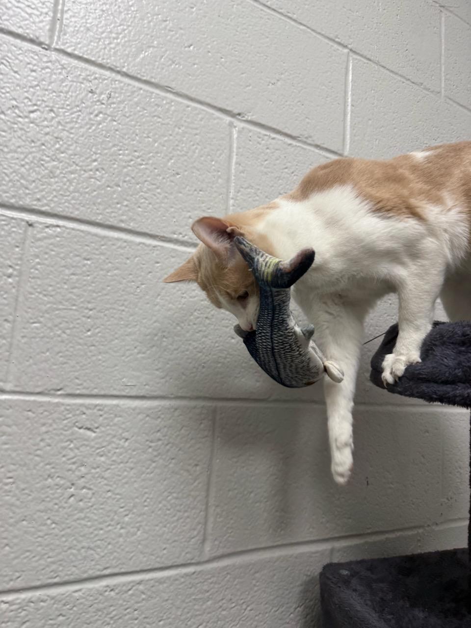 Slick - Adoptable Pet | Petfinder | Petfinder