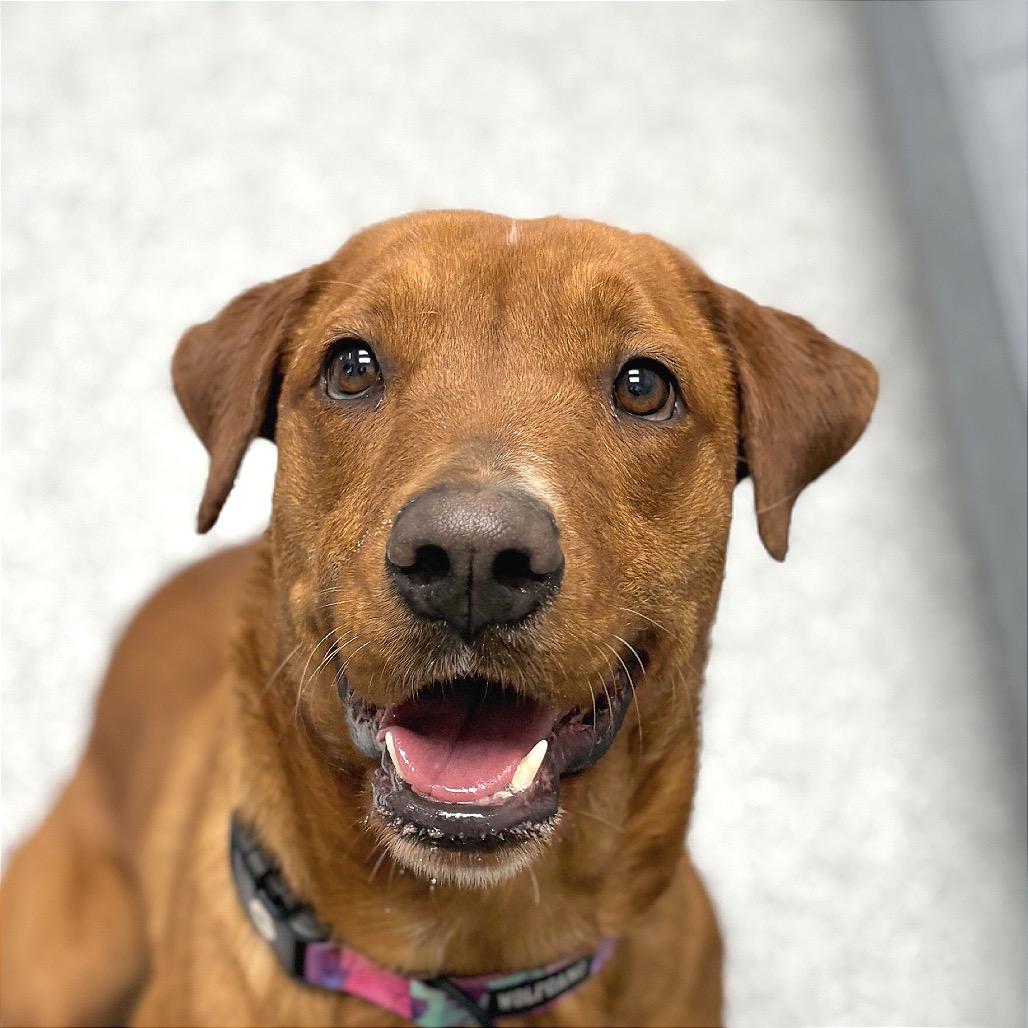 Dog for adoption - Penny, a Labrador Retriever & Vizsla Mix in ...