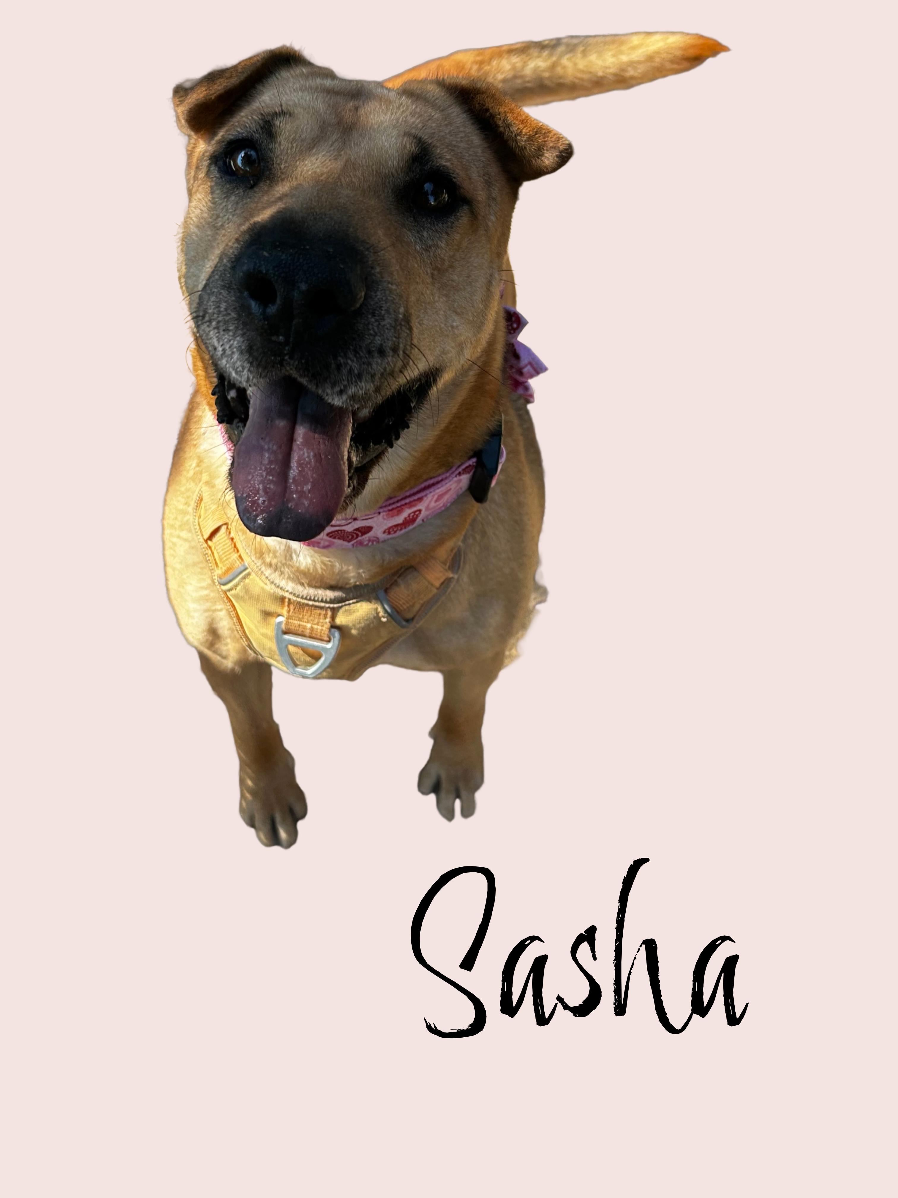 Dog for adoption - Sasha, a Shar-Pei & Shepherd Mix in Indian Trail, NC ...