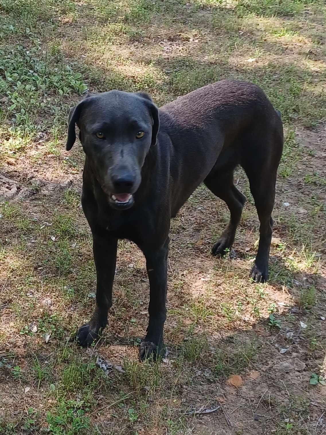 Dog for adoption - Butters, a Labrador Retriever & Doberman Pinscher ...