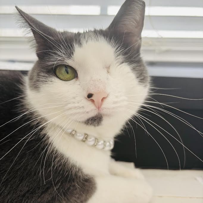 Cat for adoption - Grey, a Domestic Short Hair in Boston, MA | Petfinder