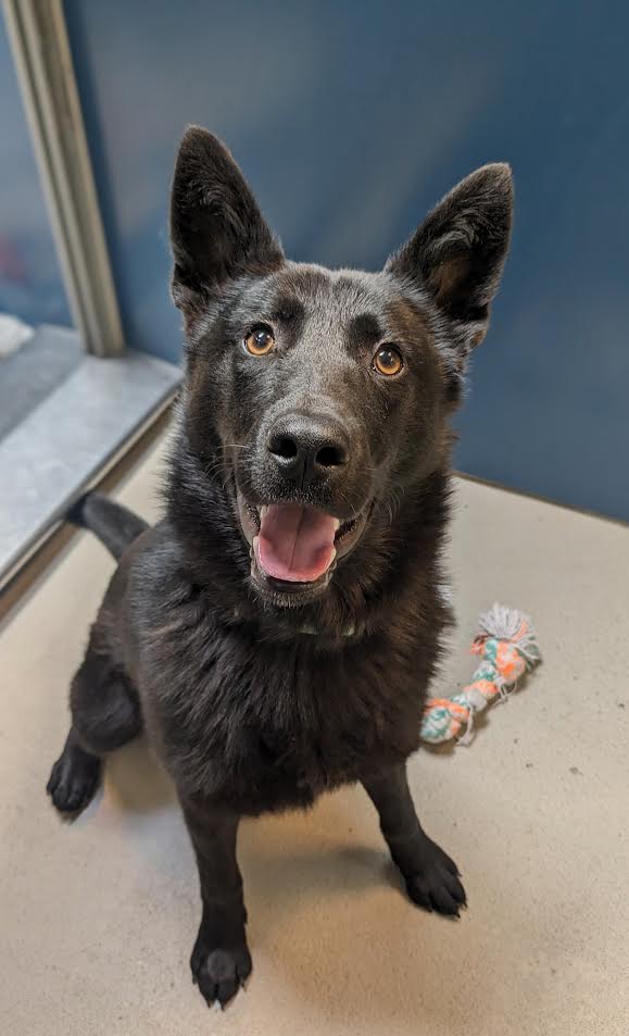 ADOPT - Whatcom Humane Society