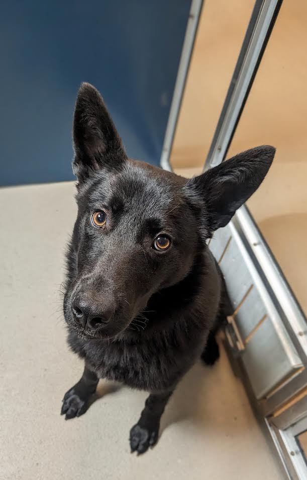 ADOPT - Whatcom Humane Society