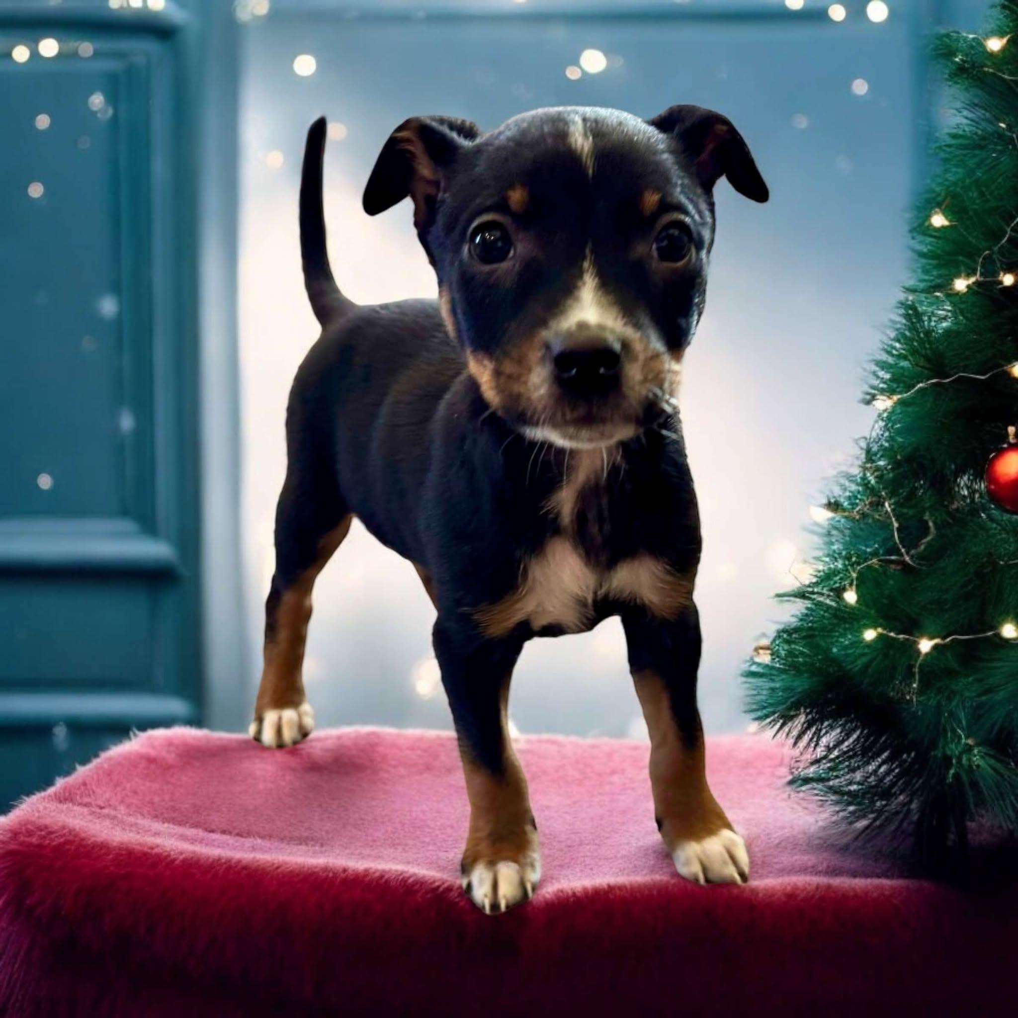 Dog for adoption - Walnut, a Mixed Breed in Cincinnati, OH | Petfinder