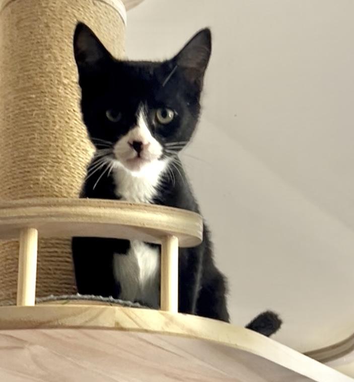 Cat for adoption - December delivery/Mocha McFluff & Itty Bitty Bonded ...