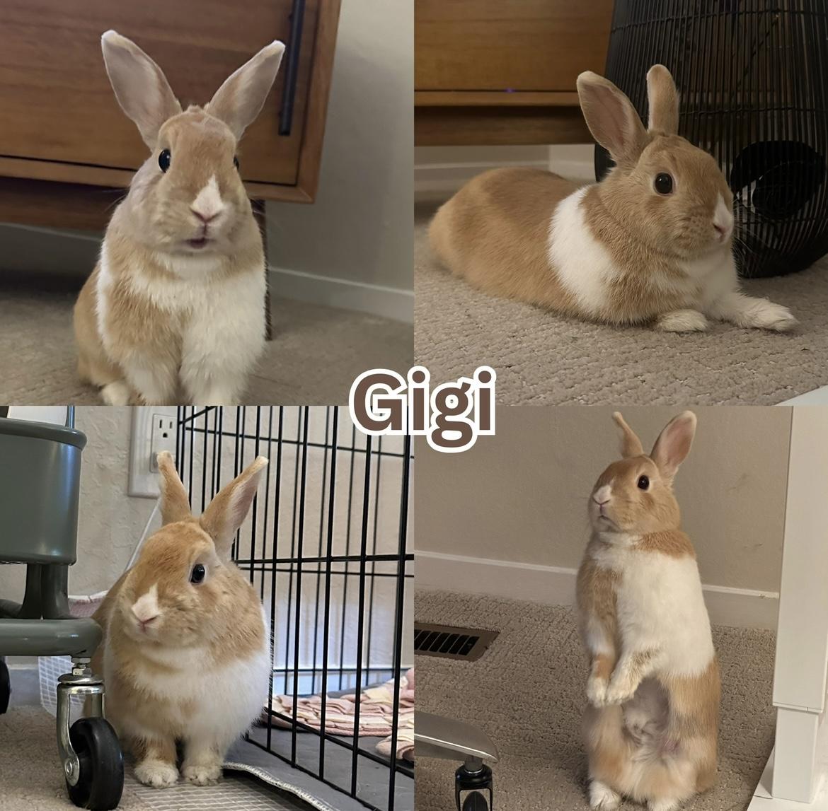 Rabbit for adoption - Gigi, a Dutch in Modesto, CA | Petfinder