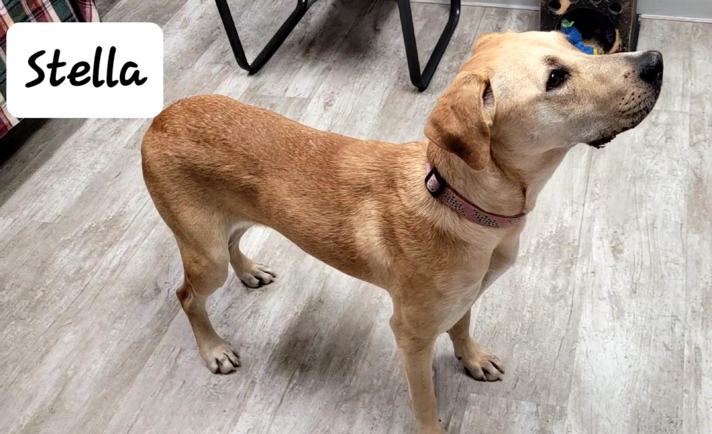 Dog for adoption - Stella, a Labrador Retriever in Urbana, OH | Petfinder