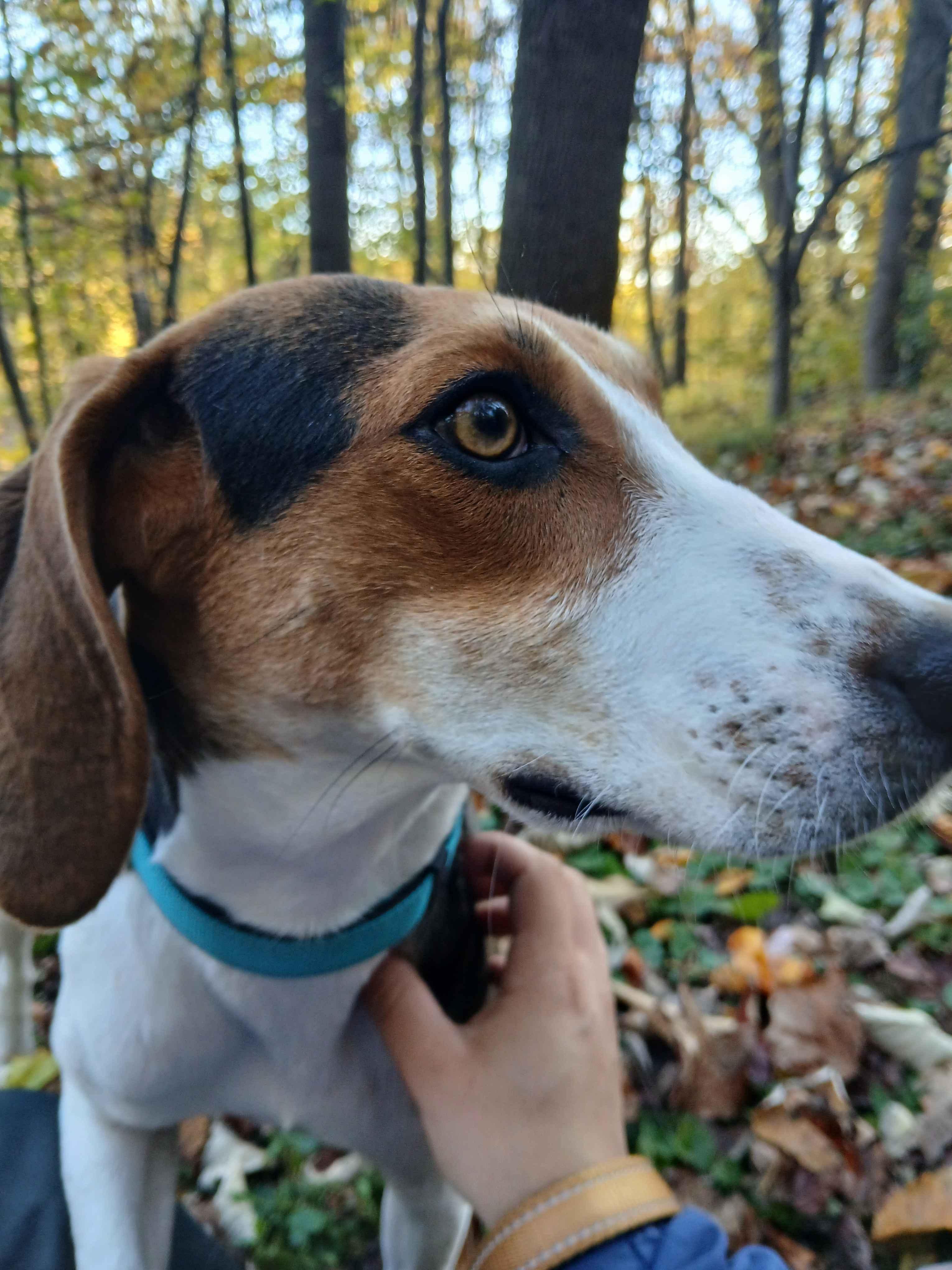 Olay - Adoptable Pet | Petfinder | Petfinder