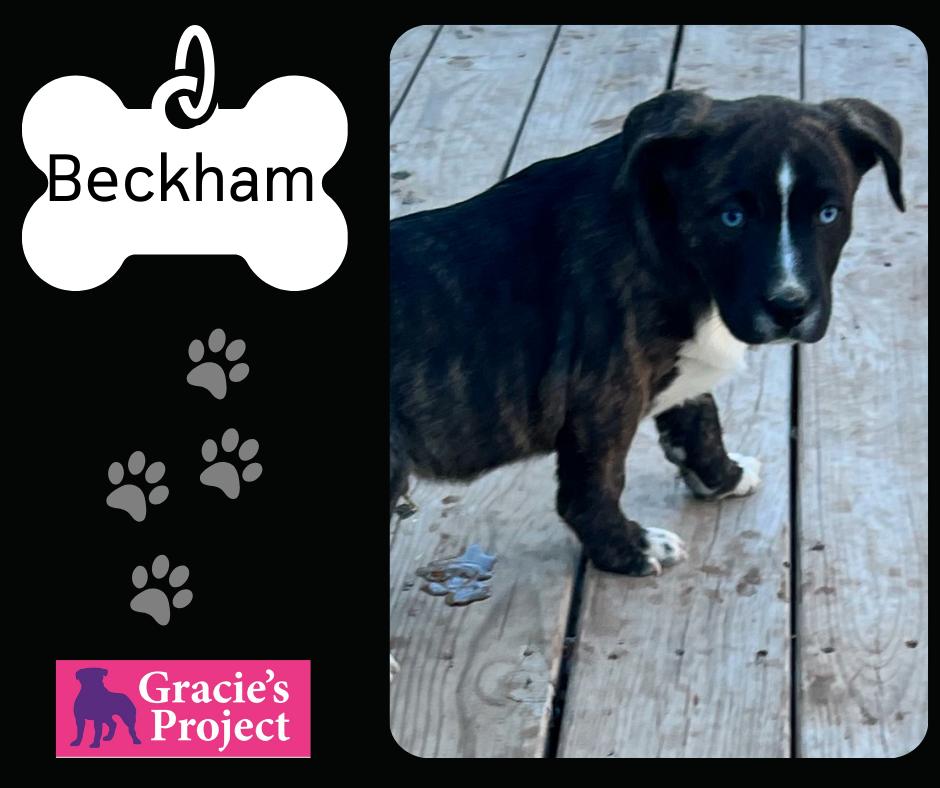 Dog for adoption - Beckham, a Mixed Breed in Aurora, CO | Petfinder
