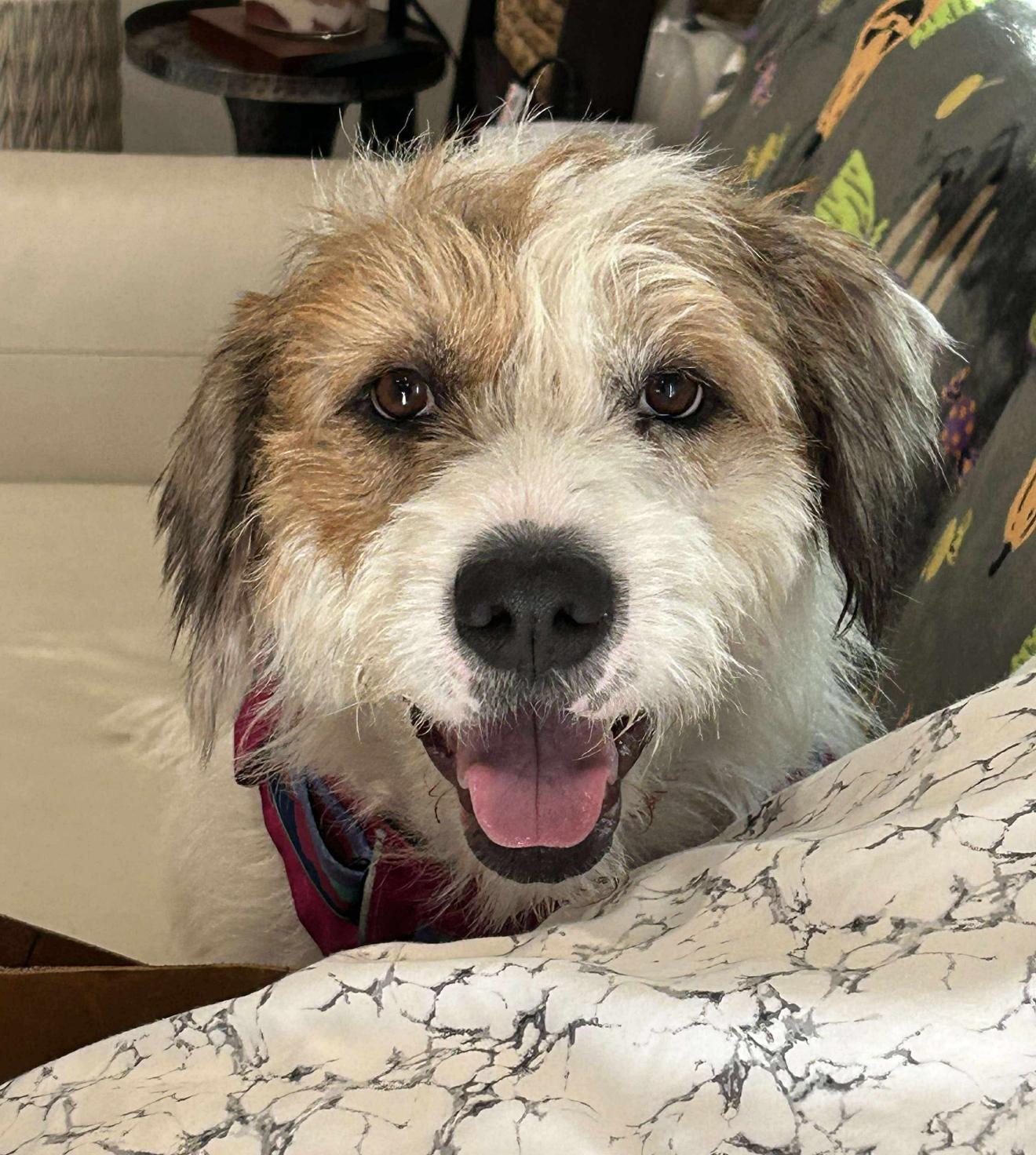 Dog for adoption - Mindy, a Cattle Dog Mix in Baton Rouge, LA | Petfinder