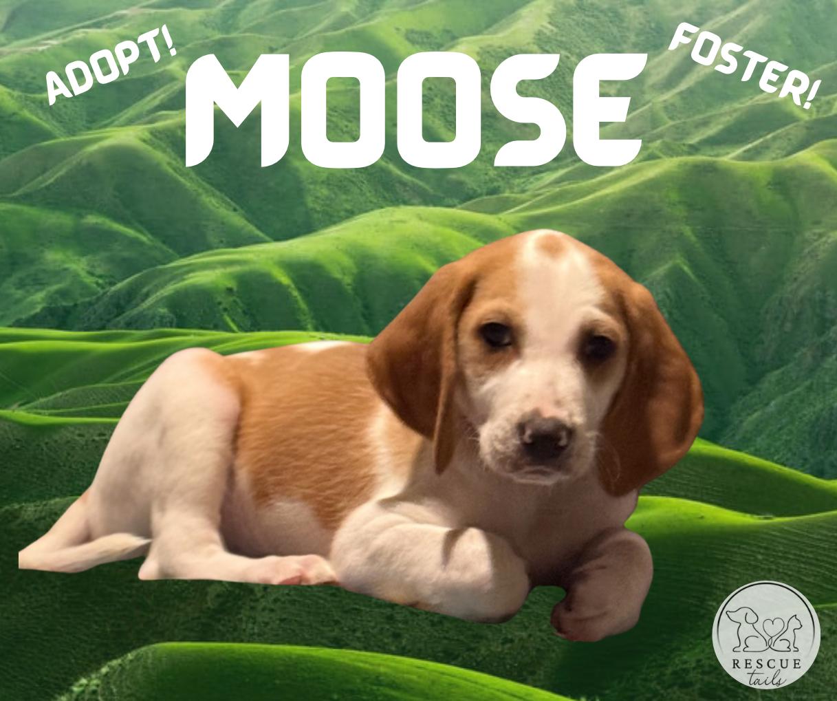 Dog for adoption - Moose, an American Foxhound in Conway, SC | Petfinder