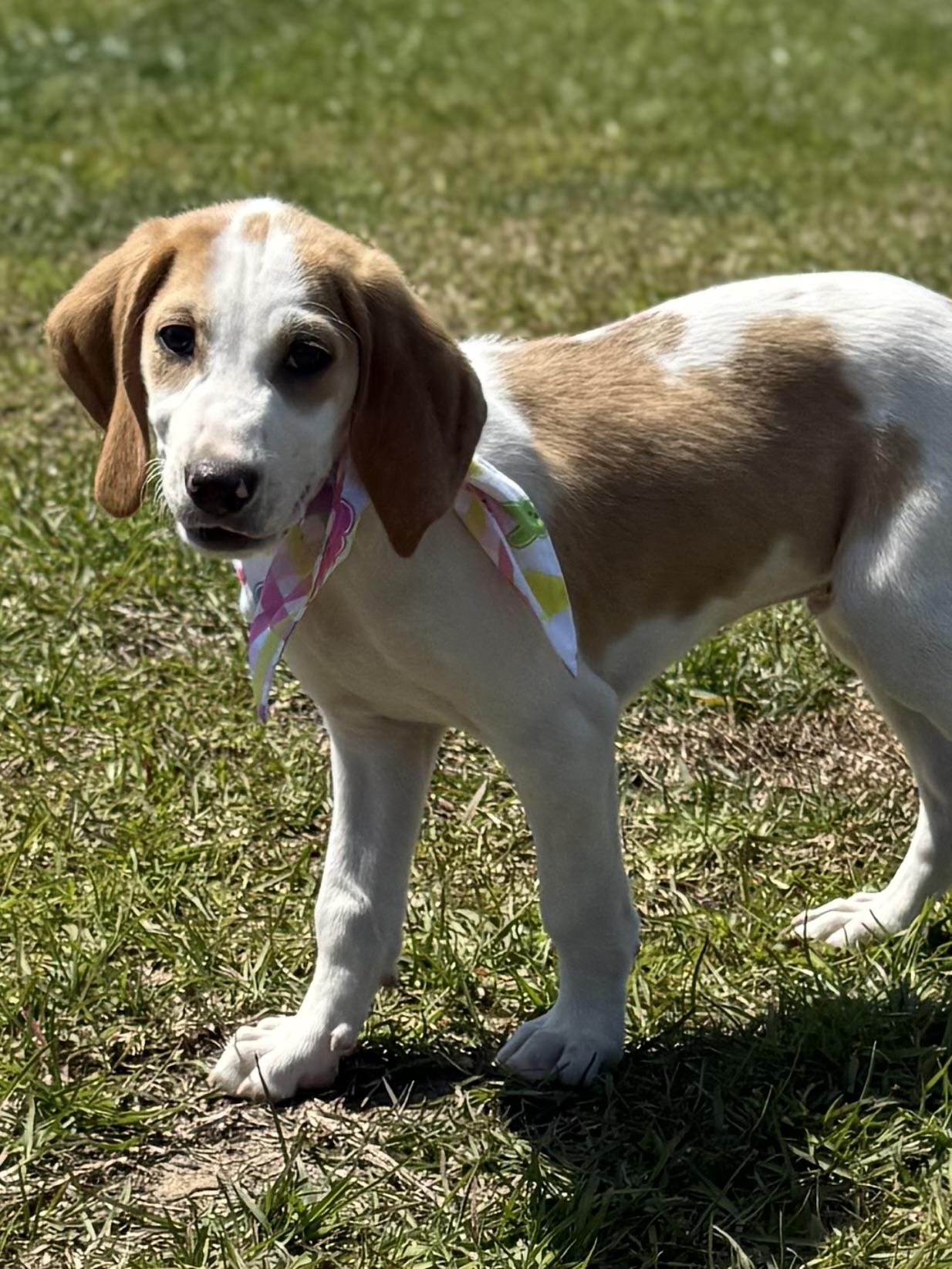 Dog for adoption - Moose, an American Foxhound in Conway, SC | Petfinder