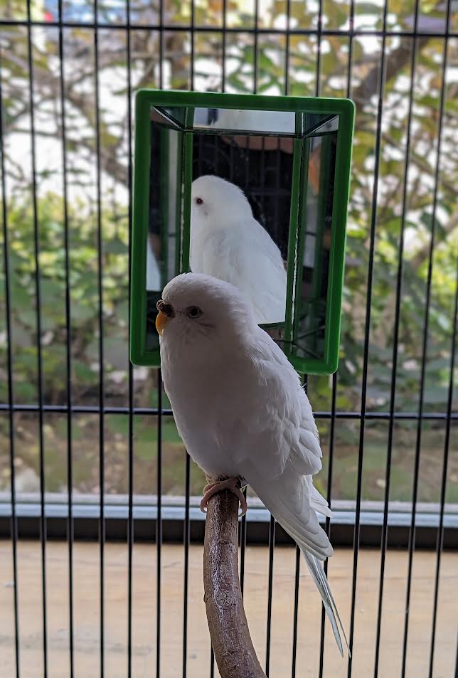 ADOPT - Whatcom Humane Society