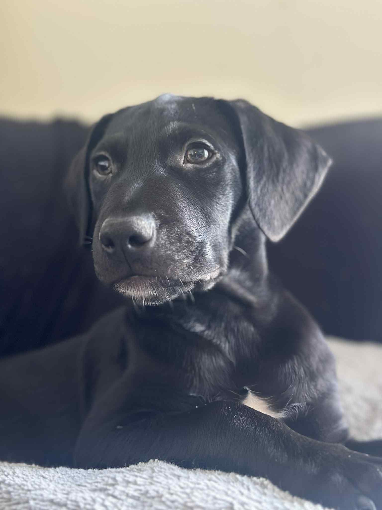 Dog for adoption - Bloo, a Black Labrador Retriever Mix in Schertz, TX ...