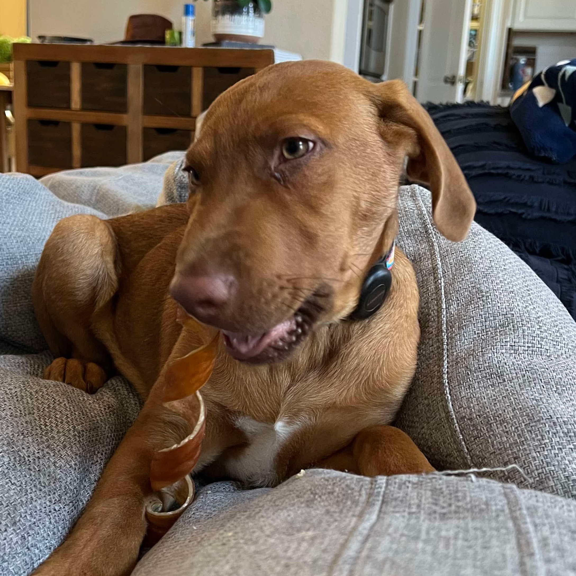 Dog for adoption - Arlo, a Rhodesian Ridgeback & Labrador Retriever Mix ...