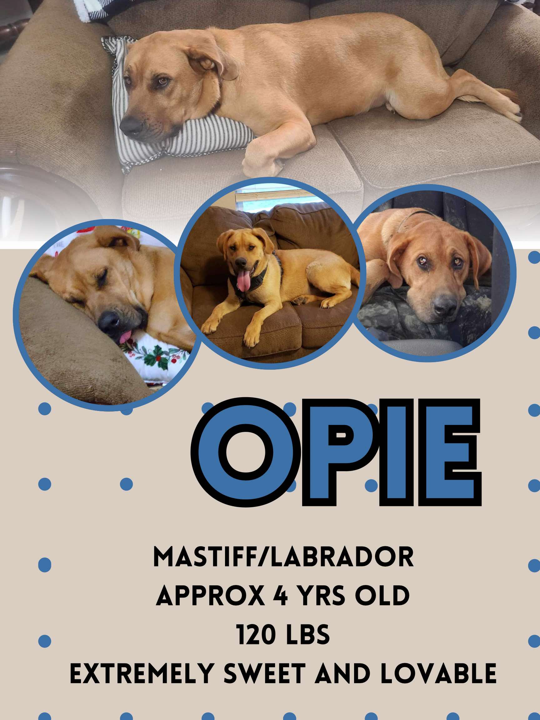 Dog for adoption - Opie, a Mastiff & Labrador Retriever Mix in Aulac ...