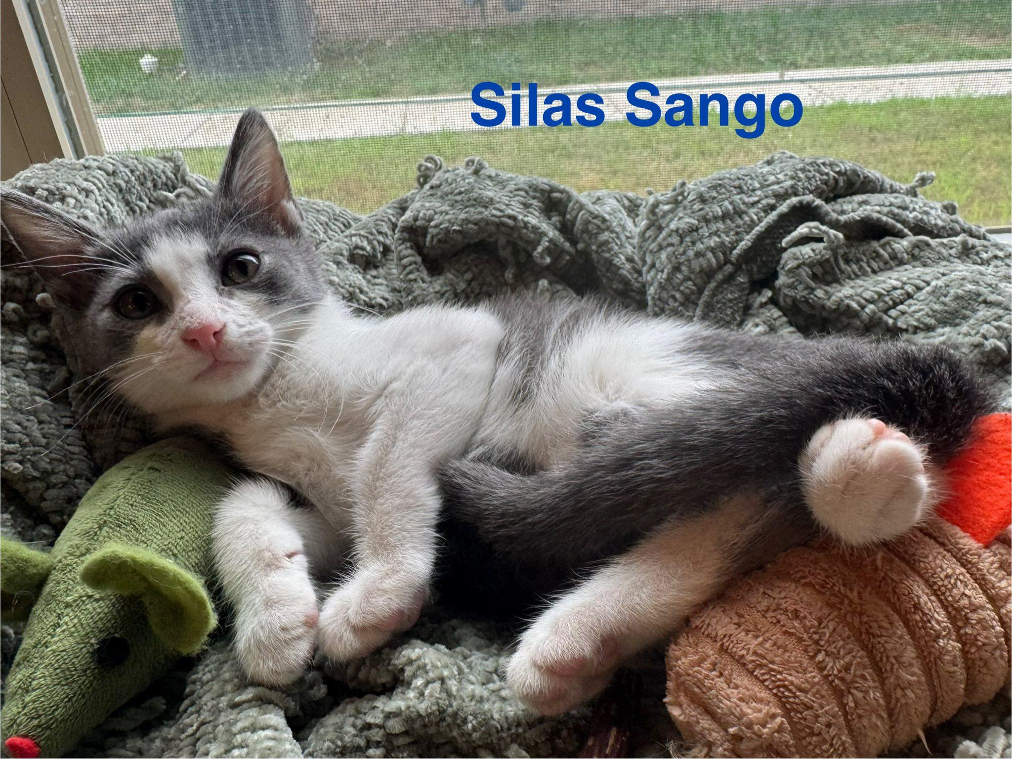 Cat for adoption - Silas Sango, a Domestic Short Hair in Clarksville ...