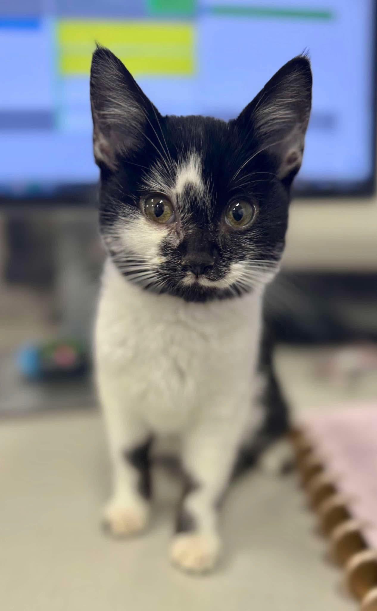 Cat for adoption - Lil' Wheezy, a Domestic Short Hair in Pottsboro, TX ...