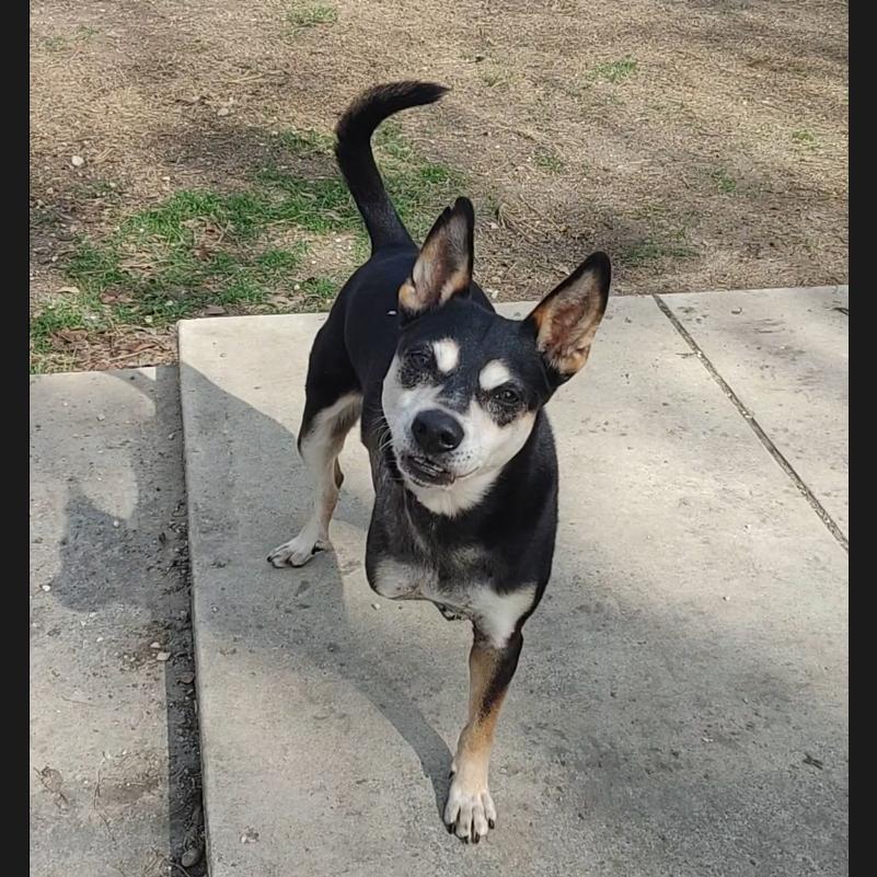 Dog for adoption - Murdock, a Terrier Mix in Kennewick , WA | Petfinder