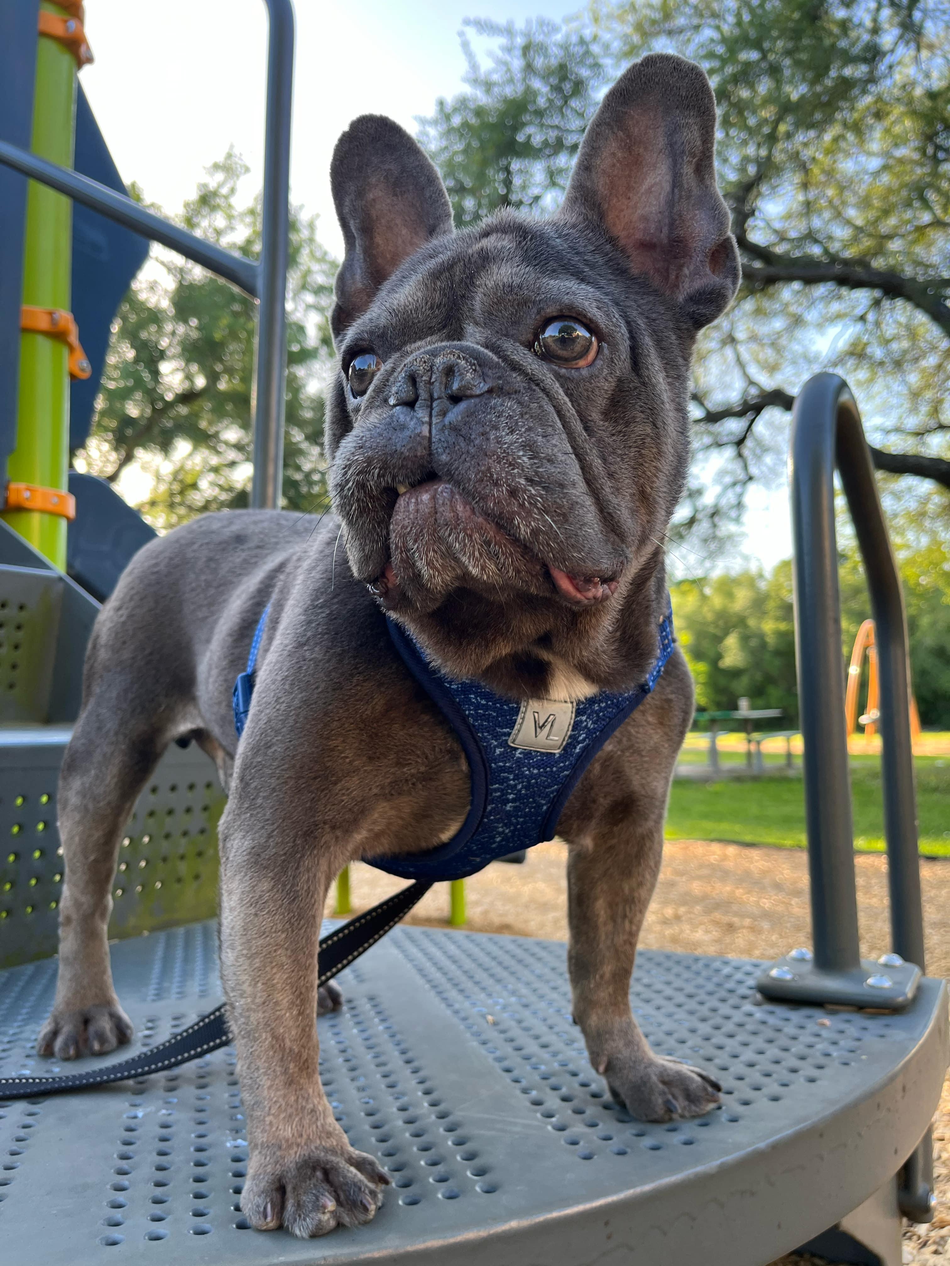 Dog for adoption - Jonah, a French Bulldog in Pleasant Valley, MO ...
