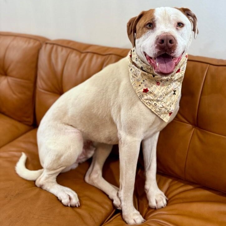 Dog for adoption - Milo Freckles the Soulful Distinguished Gentleman ...