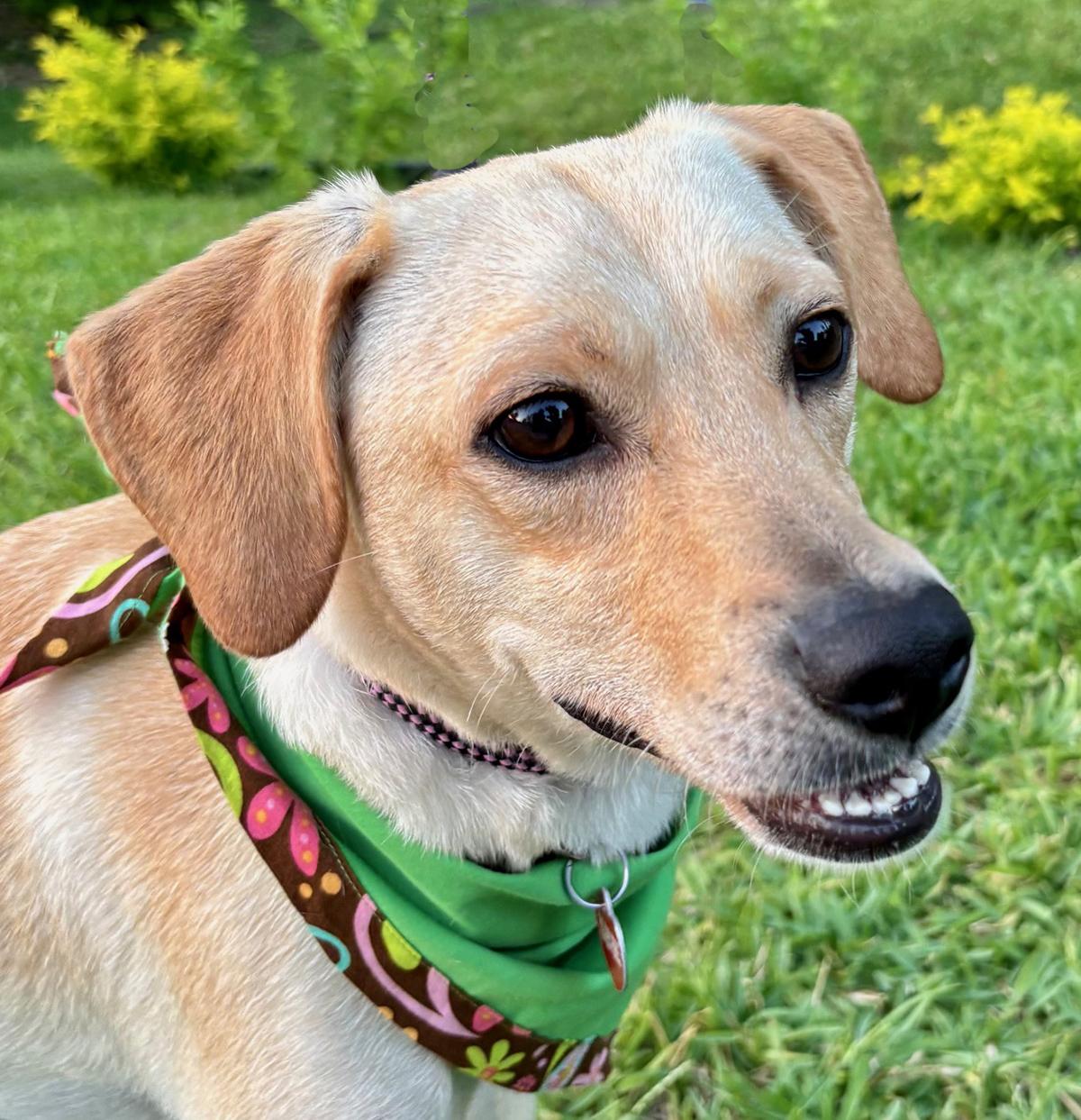 Dog for adoption - LILLY - GORGEOUS GIRL!, a Labrador Retriever & Beagle Mix in Brattleboro, VT ...