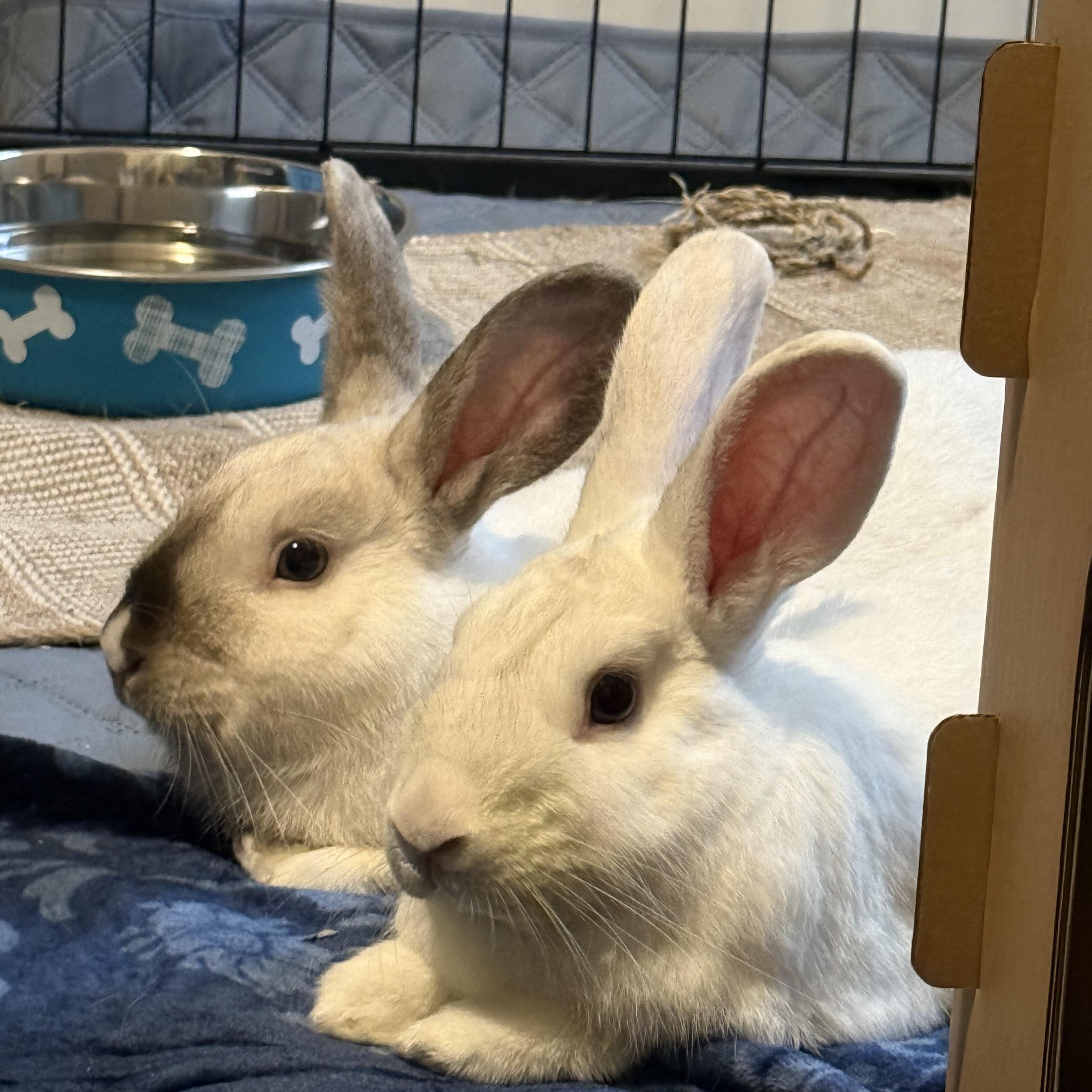 Rabbit for adoption - Picasso & Rembrandt (bonded brothers), a New ...