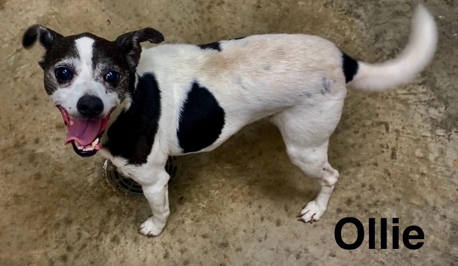 Dog for adoption - Ollie, a Jack Russell Terrier & Chihuahua Mix in ...