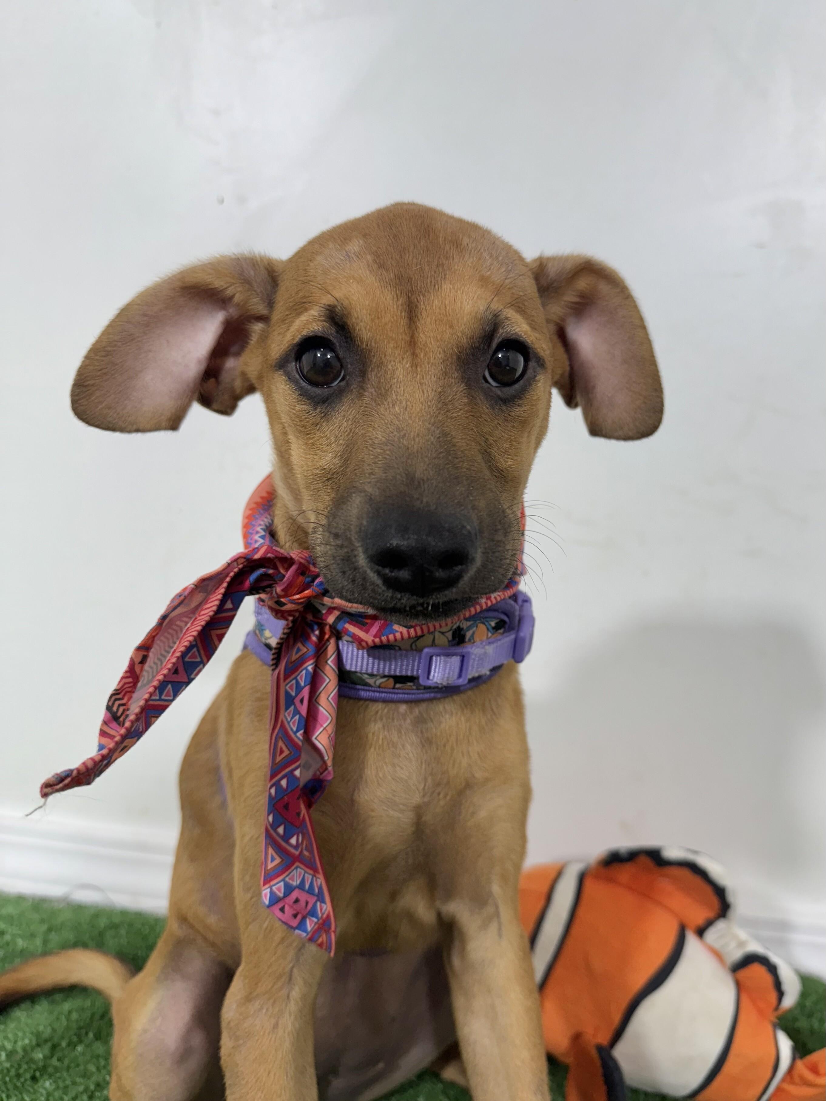Dog for adoption - Melany, a German Pinscher & Labrador Retriever Mix ...