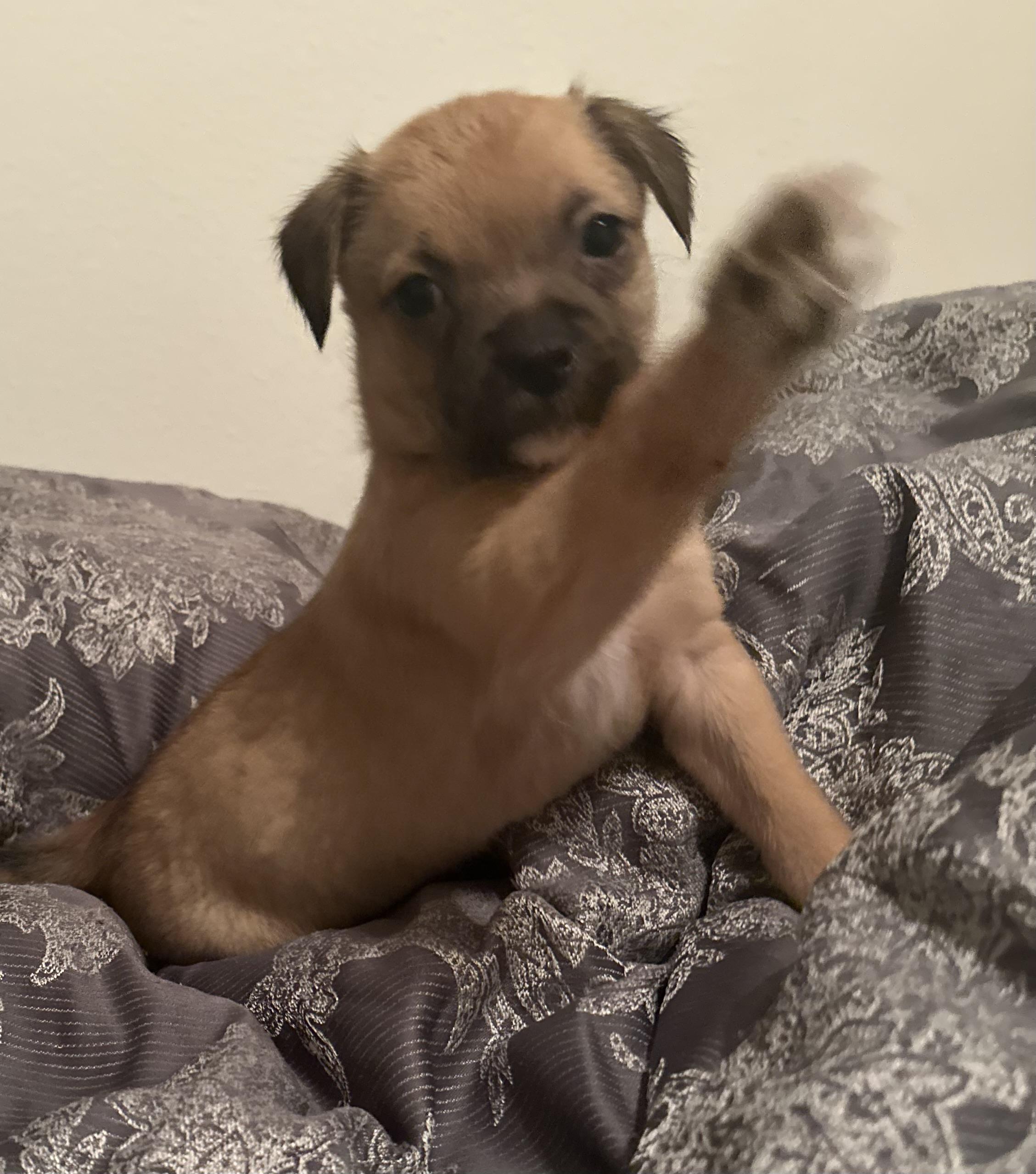 Dog for adoption - Prince Charming, a Terrier in RATON, NM | Petfinder