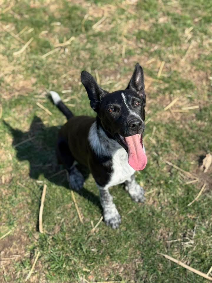 Dog for adoption - Raya, an Australian Shepherd Mix in Edwards, IL ...