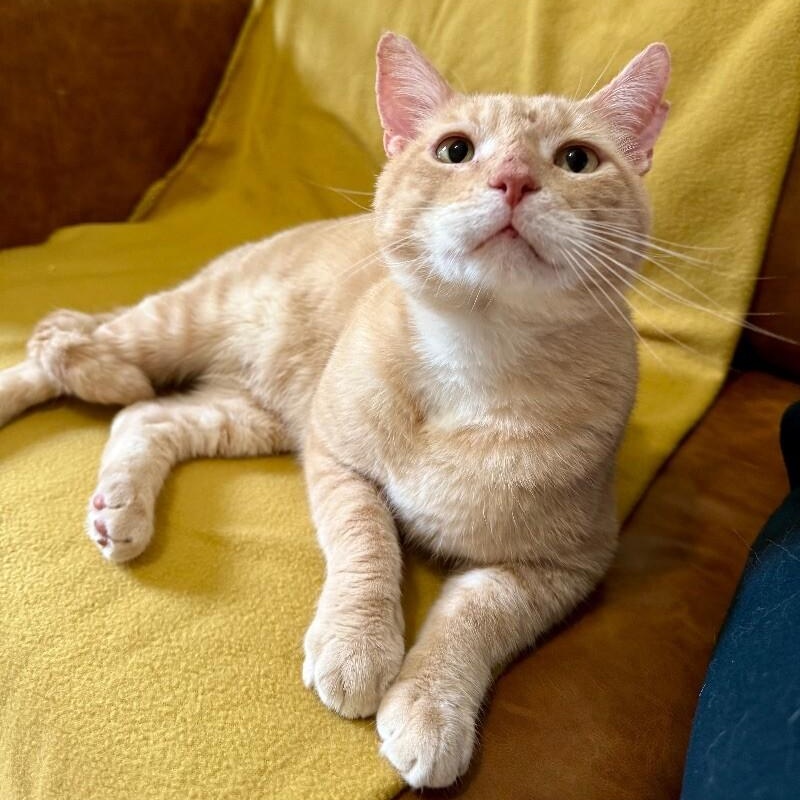 Cat for adoption - Tom Pitty, a Domestic Short Hair Mix in Austin, TX ...