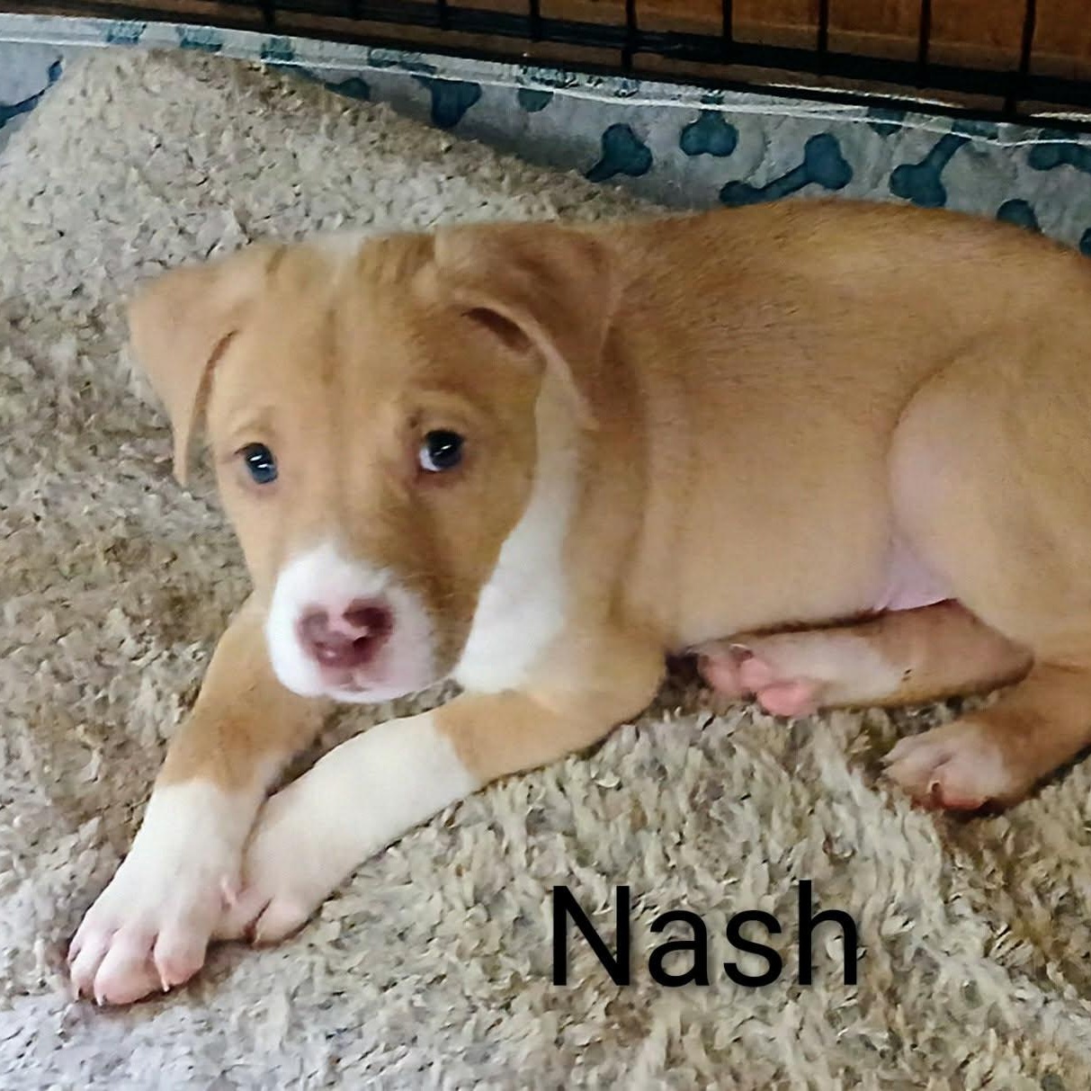 Nash - Adoptable Pet | Petfinder | Petfinder