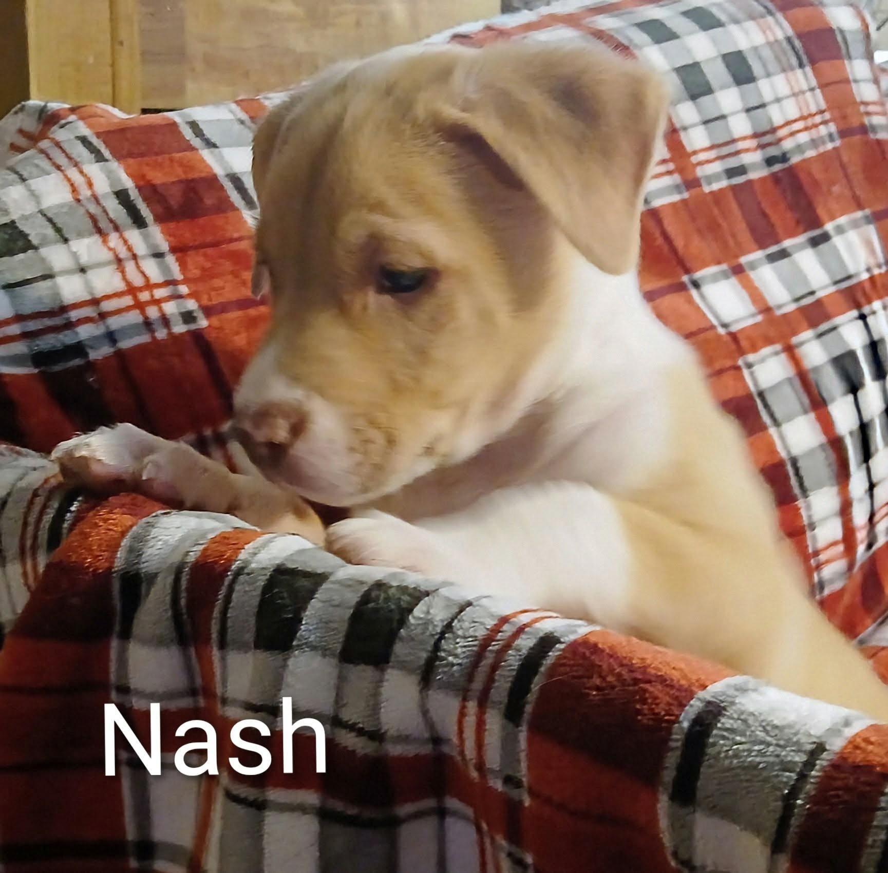 Nash - Adoptable Pet | Petfinder | Petfinder