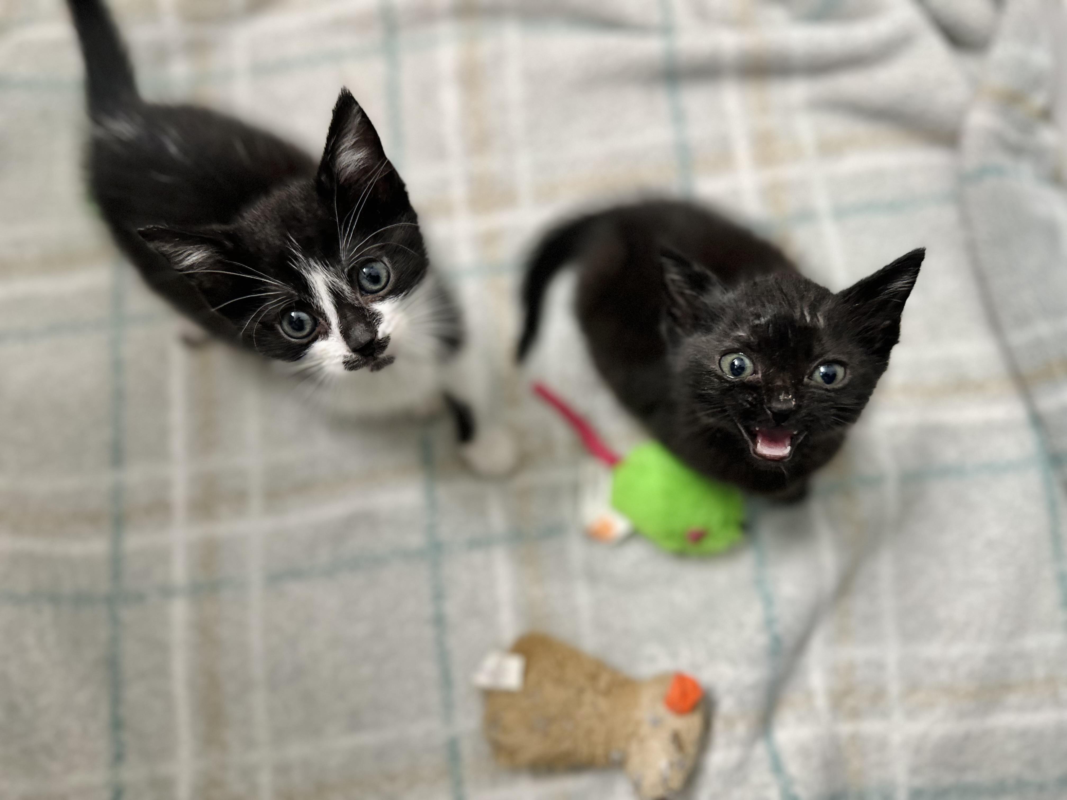 Cat for adoption - 6 week old kittens (*See video) Olena & Ombra, a ...