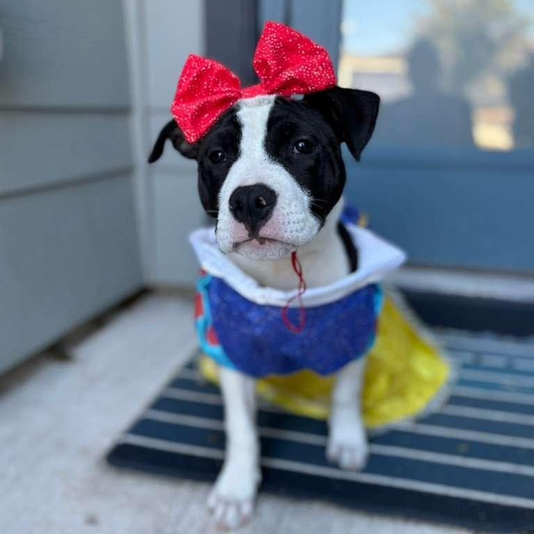 Dog for adoption - Willa, an American Staffordshire Terrier Mix in ...