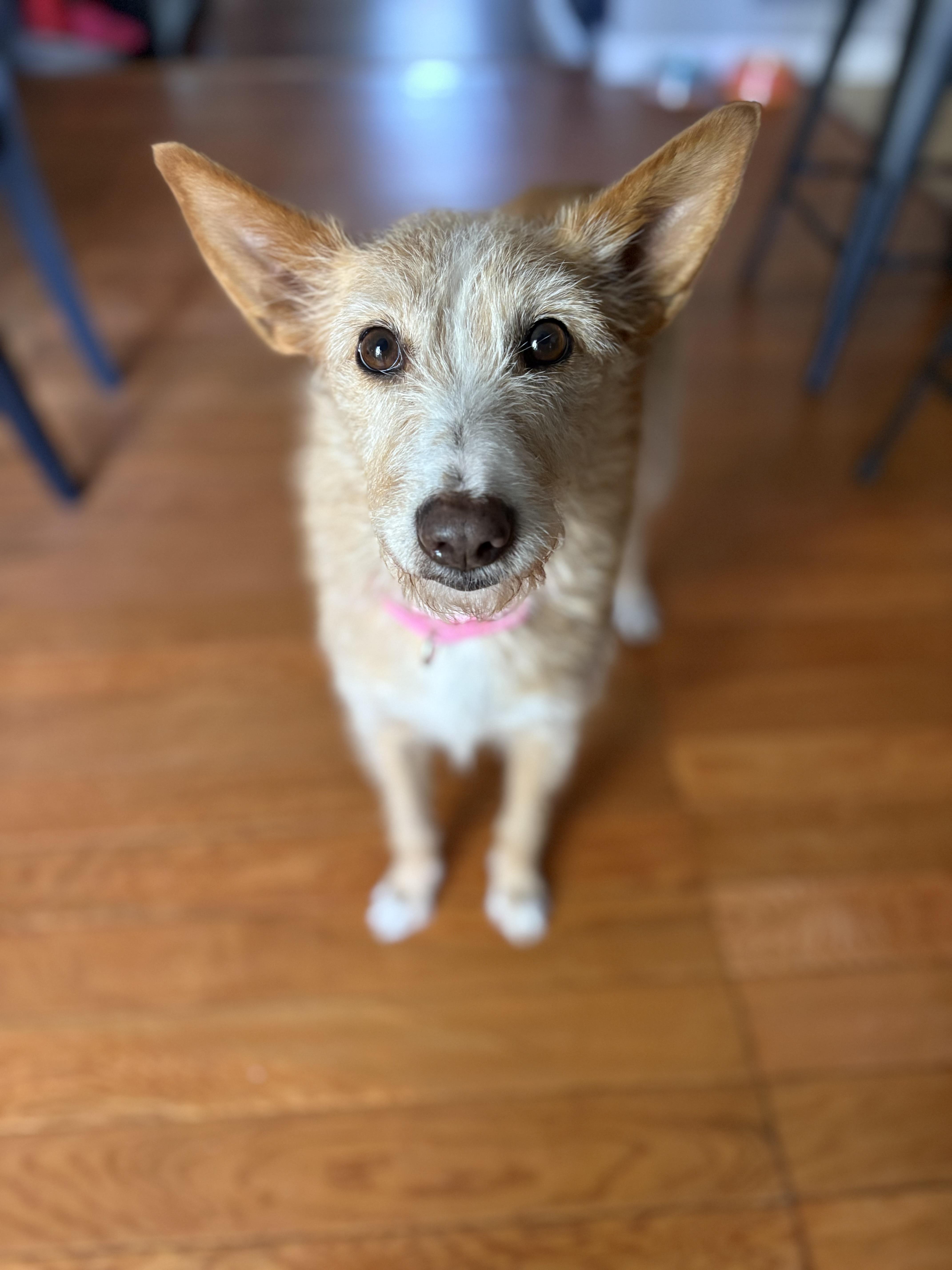 Aggie Billie Jean - Adoptable Pet | Petfinder | Petfinder