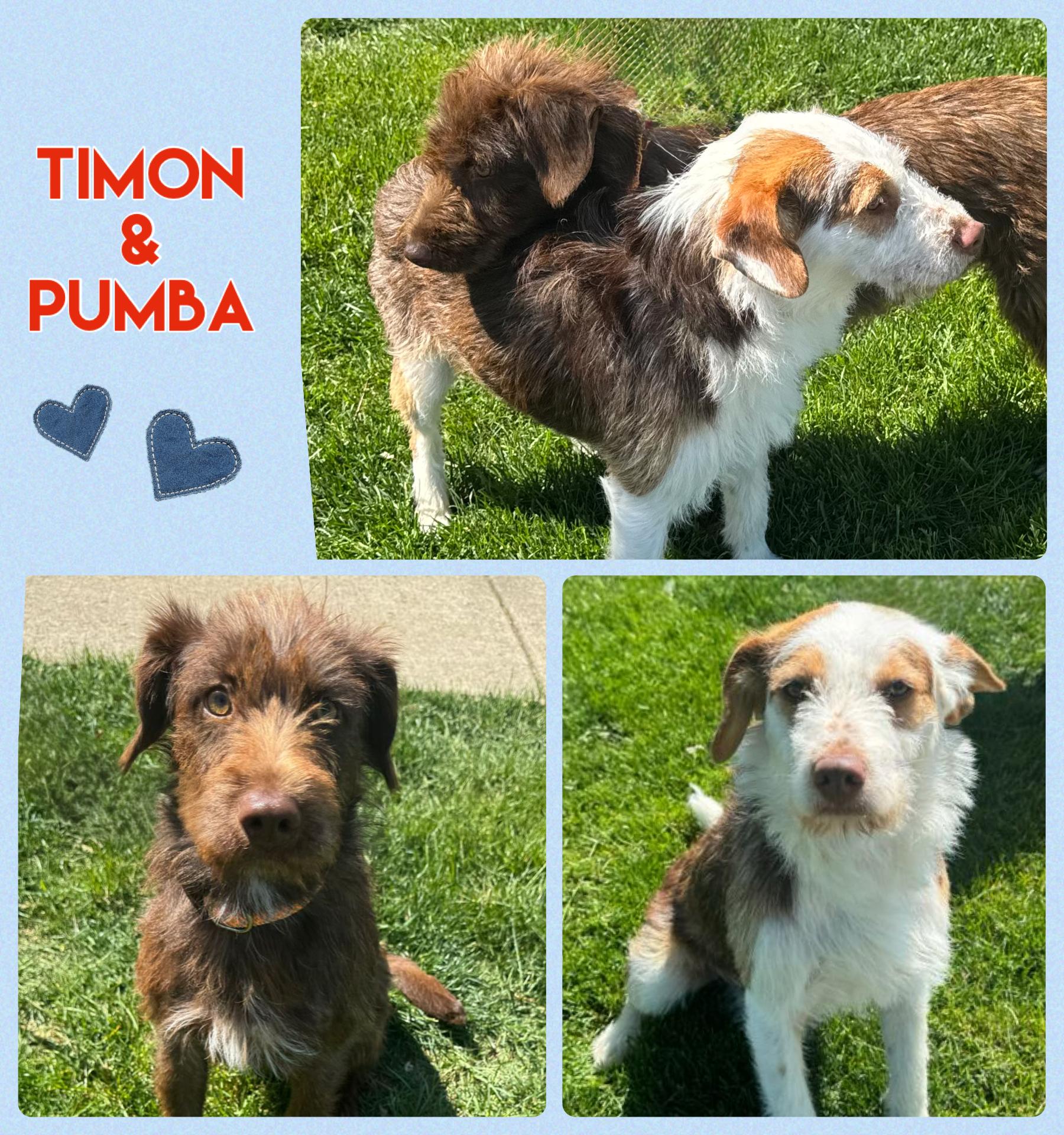 Dog for adoption - Timon & Pumba (Bonded Pair!), a Terrier Mix in ...