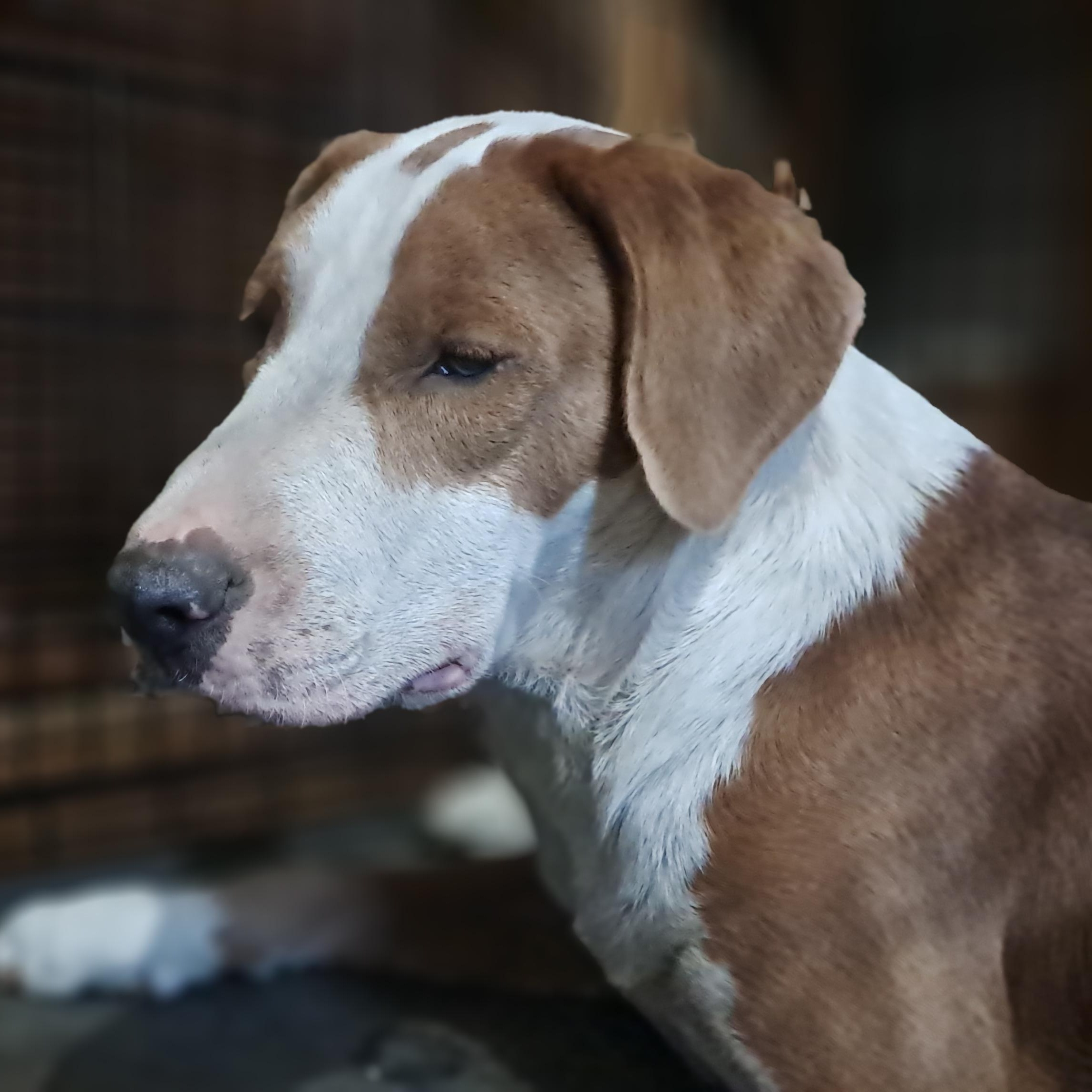 Dog for adoption - Bullseye, a Golden Retriever Mix in Fremont, OH ...