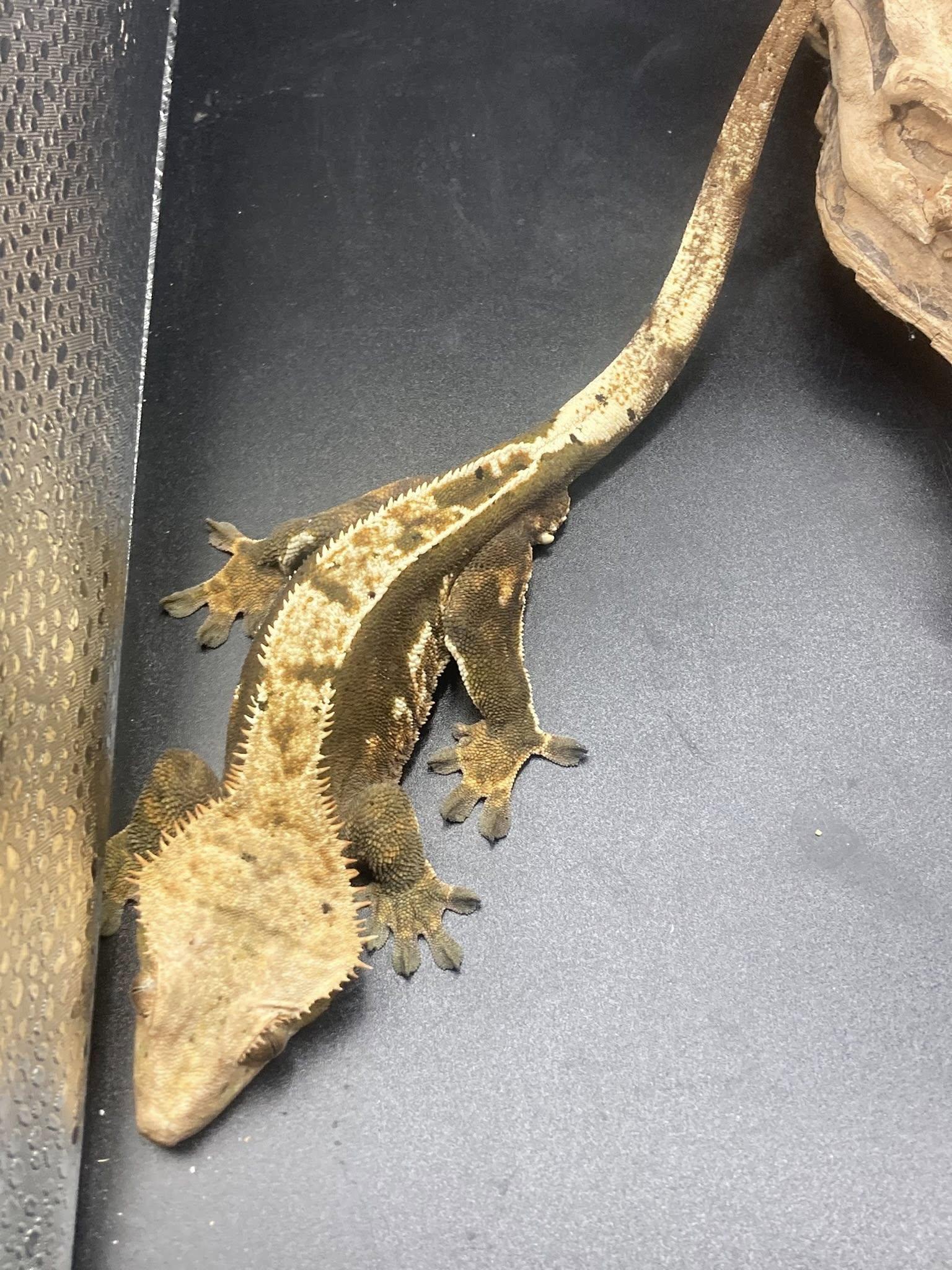 Reptile for adoption - Coco, a Gecko in Palmerton, PA | Petfinder