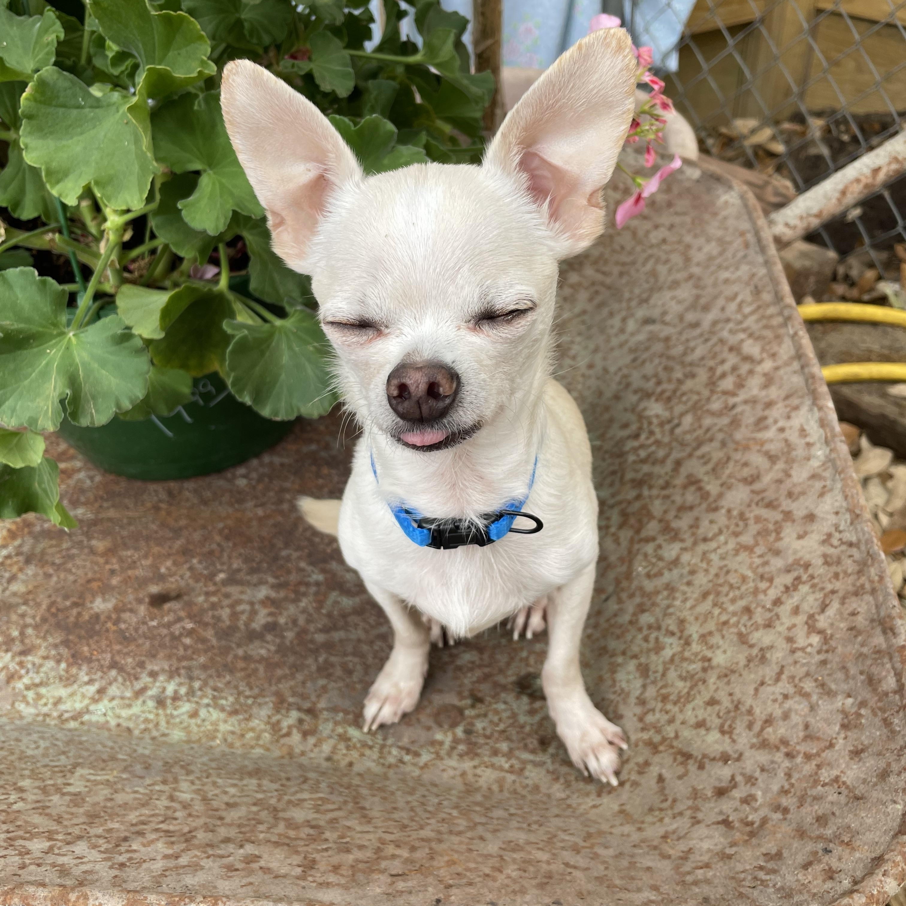 Dog for adoption - PEE WEE (Super cute, tiny, adorable guy looking for ...