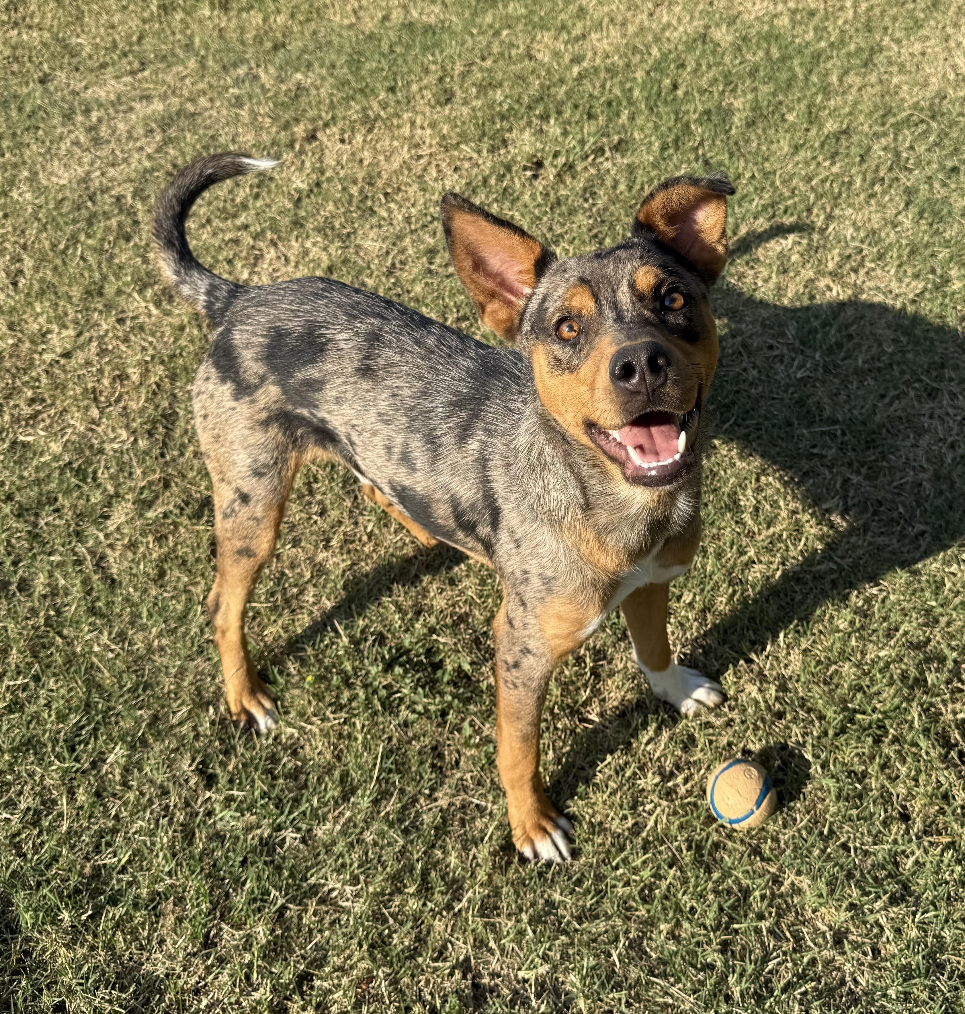 Dog for adoption - Merle, an Australian Cattle Dog / Blue Heeler in ...