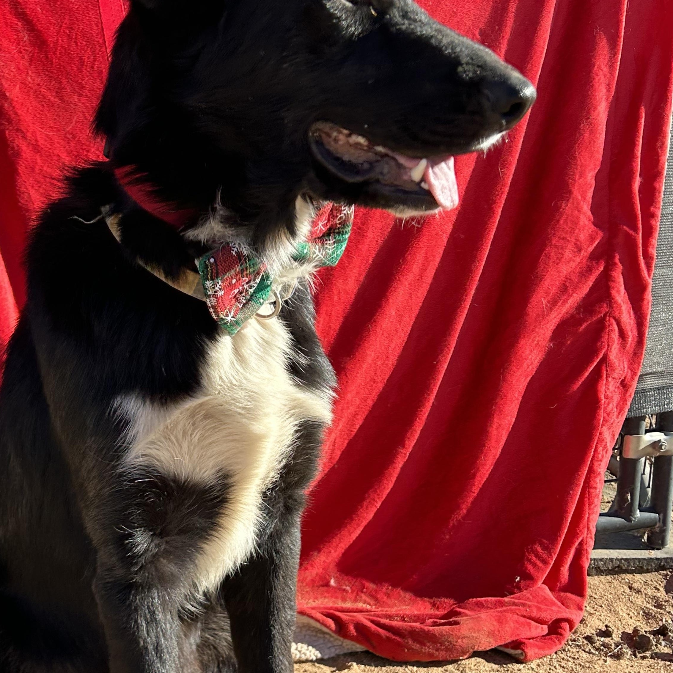 Dog for adoption - BRODY, a Shepherd Mix in Norco, CA | Petfinder