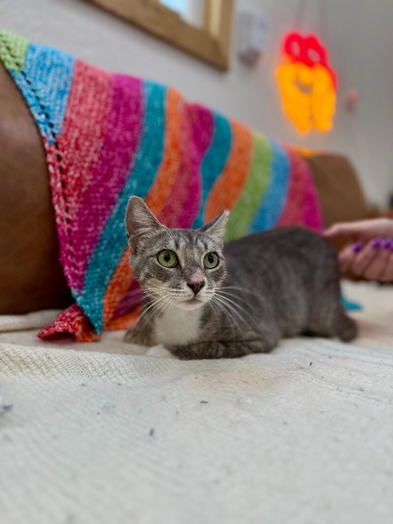 Cat for adoption - Sunshine Simpson, a Tabby Mix in Indianapolis, IN ...