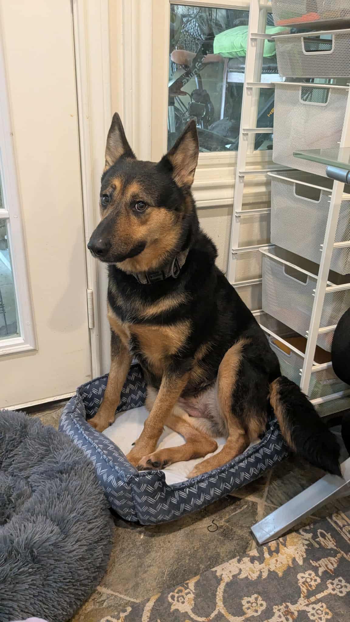Dog for adoption - Ruby, a German Shepherd Dog Mix in Pittsburgh, PA ...