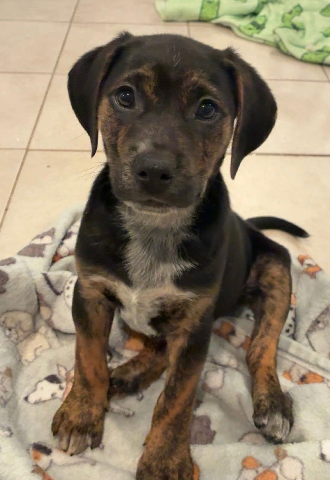 Oscar - Adoptable Pet | Petfinder | Petfinder