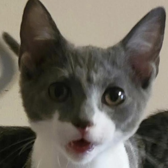 Hart Animal Rescue - Available Animals