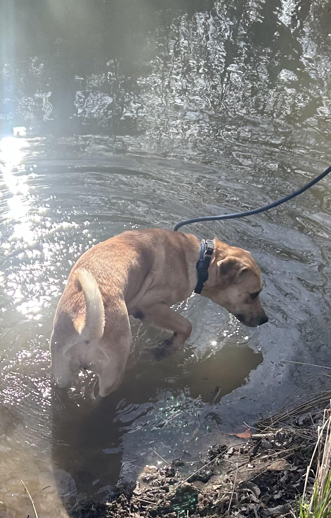 Dog for adoption - Elle, a Labrador Retriever Mix in Green River, UT ...