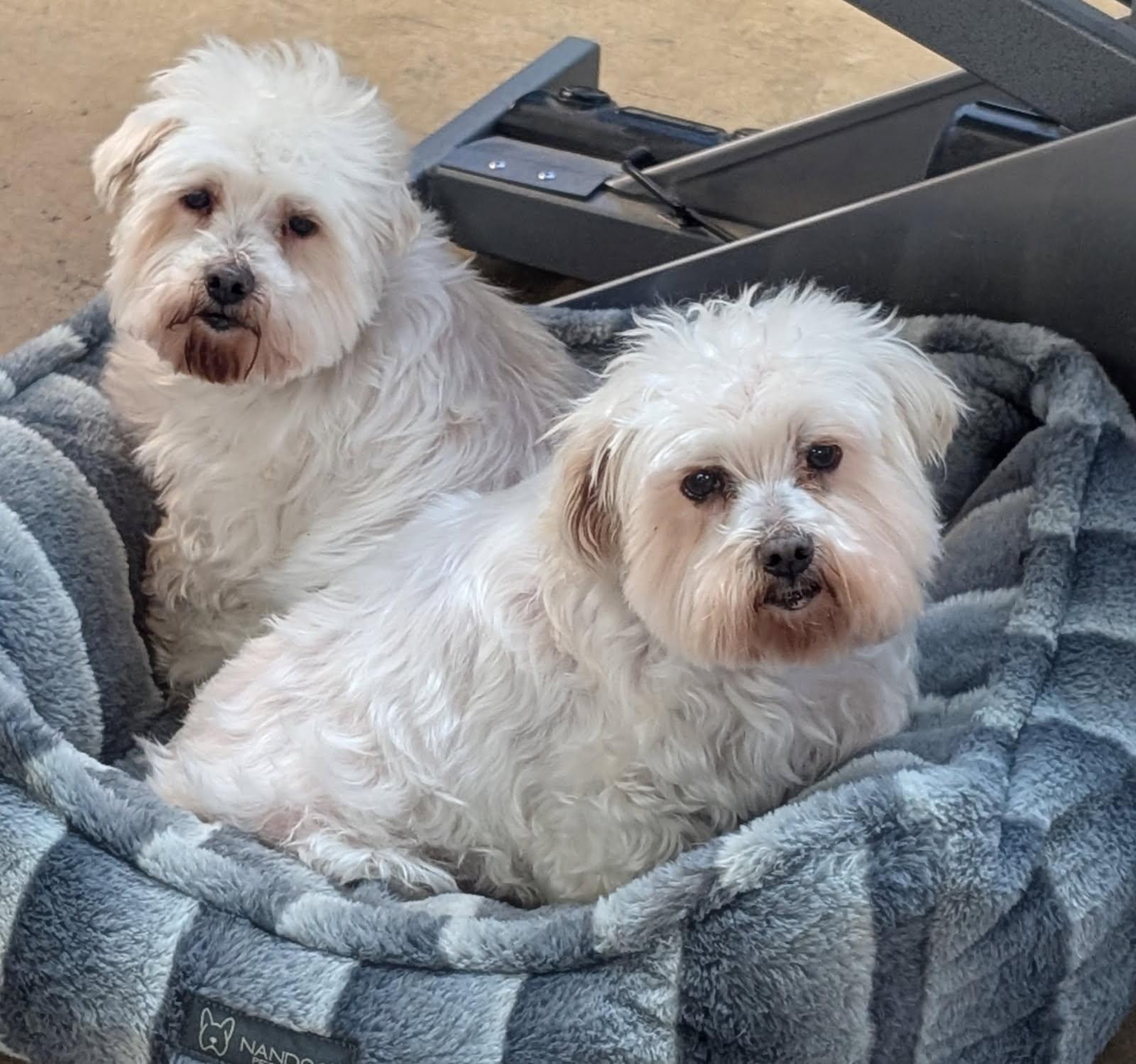 Geno & Ace (bonded pair) - Adoptable Pet | Petfinder | Petfinder